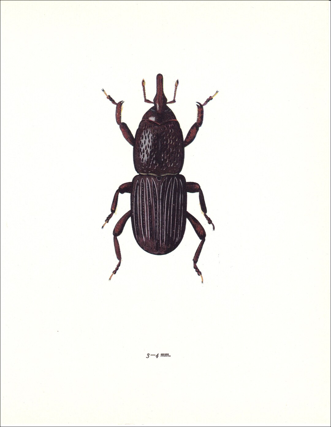 Vintage Beetle Insect Art Print Black Wheat Grain Weevil Calandra ...