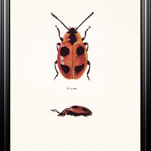 Vintage False Ladybird Beetle Red Spotted Insect Art Print Entomology ...