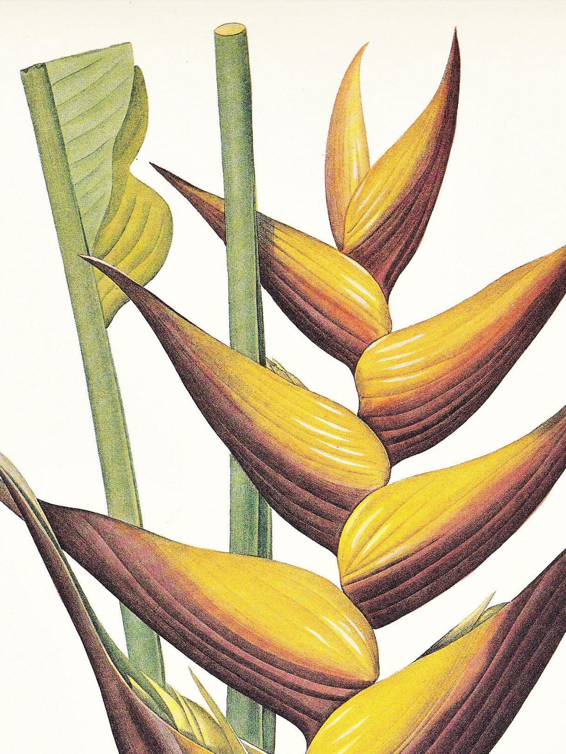 Parrot flower Heliconia vintage botanical wall art print | Etsy