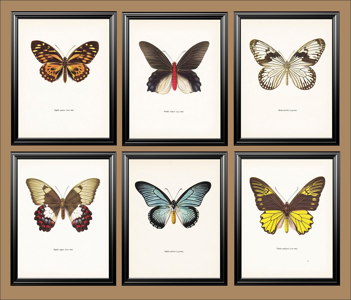 Vintage Butterfly Insect Art Print Eurytides Lysithous - Etsy