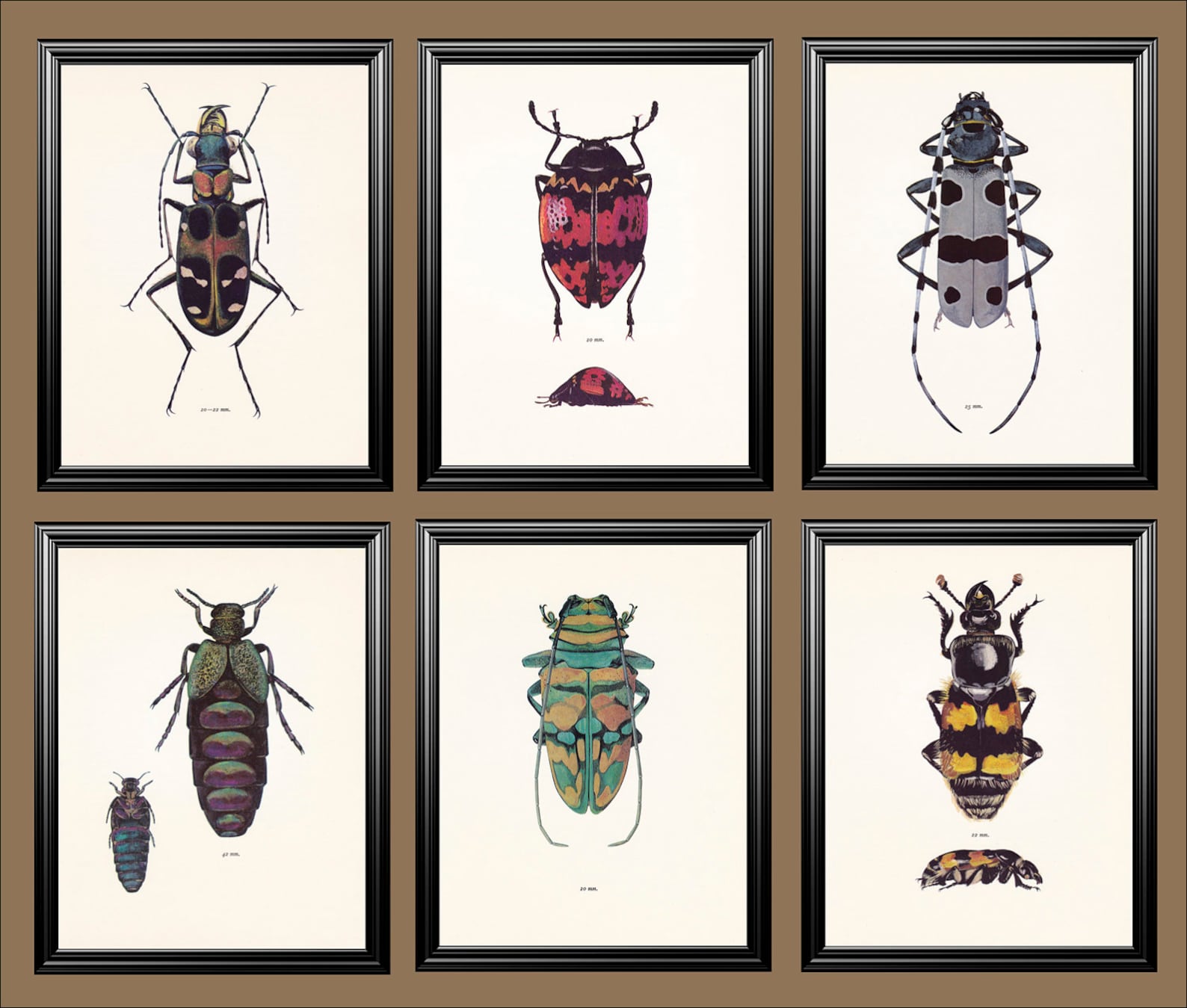 Red black beetle insect bug vintage natural history art print | Etsy