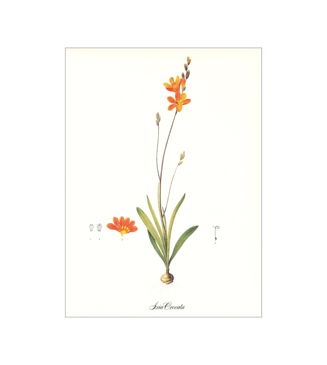Orange Axia Crocata Garden Flower Botanical Print Vintage Illustration ...