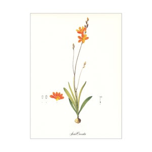 Orange Axia Crocata Garden Flower Botanical Print Vintage Illustration ...