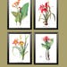 Red Lily Print Vintage Botanical Print Gardening Gift Lilium - Etsy