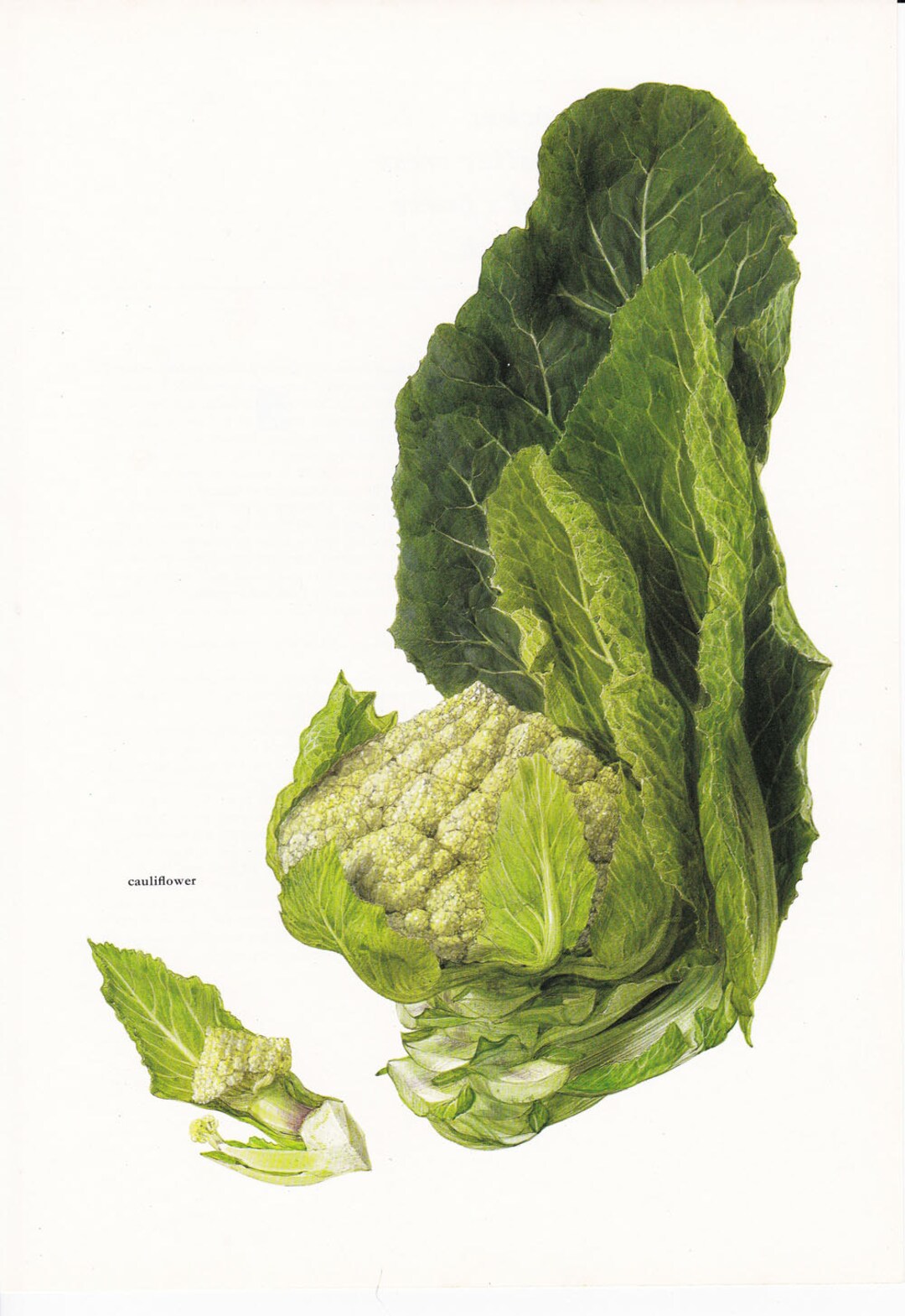 Cauliflower Garden Vegetable Vintage Botanical Art Print Gardening Gift ...