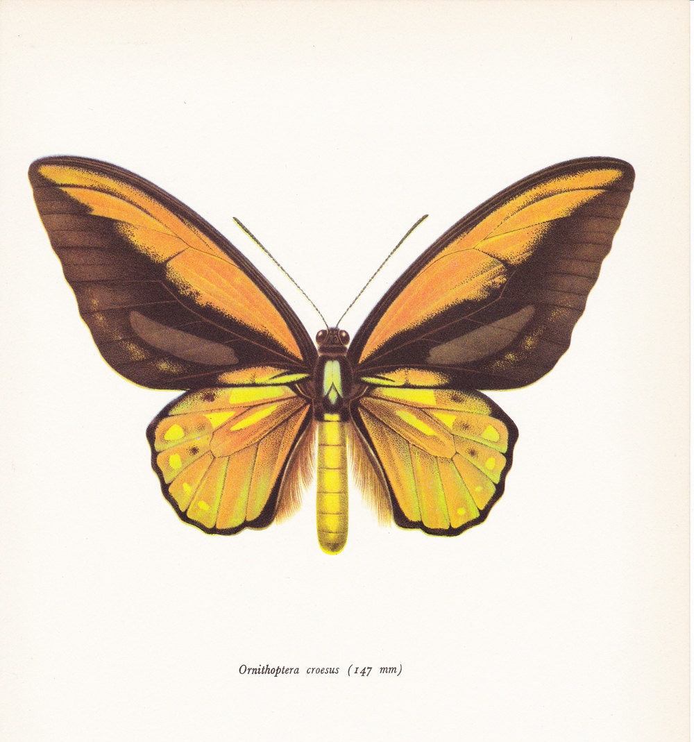 Vintage Butterfly Insect Art Print Yellow Wallace's Golden - Etsy