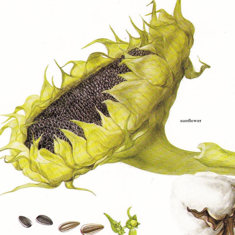 Sunflower Seed Head Cotton Ramtil Seeds Vintage Botanical Art - Etsy