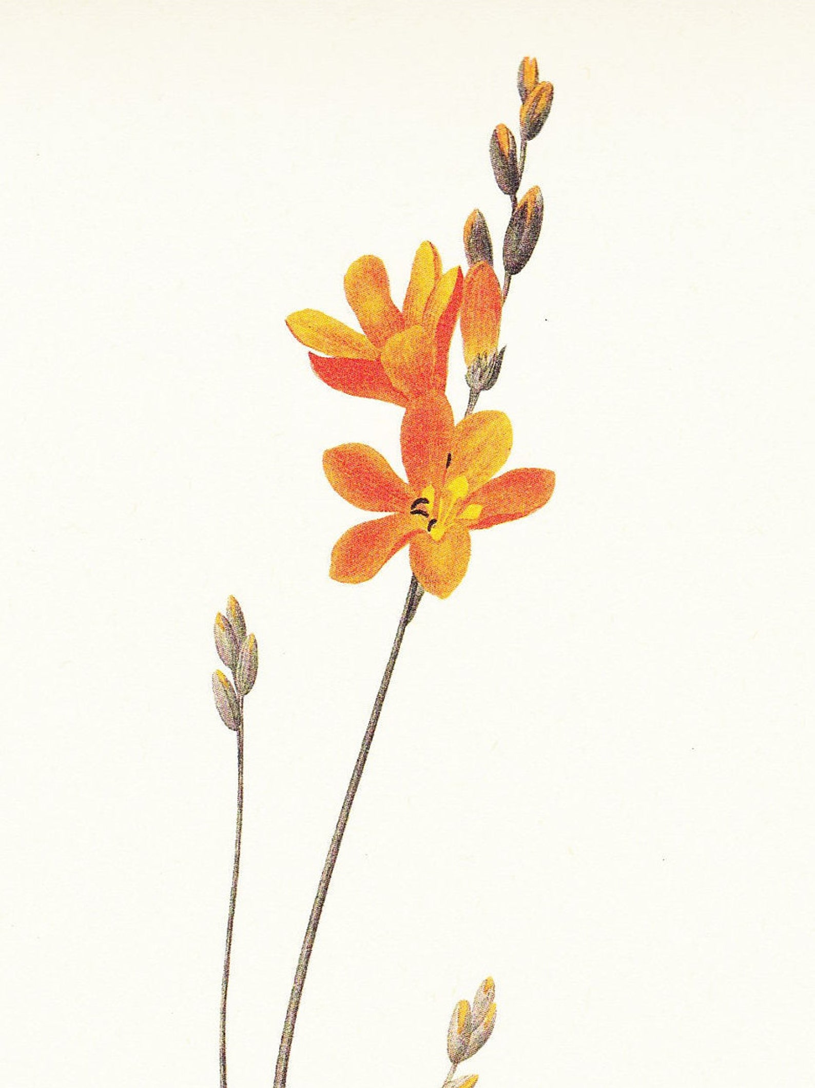 Orange Axia Crocata Garden Flower Botanical Print Vintage | Etsy
