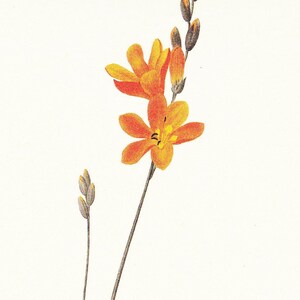 Orange Axia Crocata Garden Flower Botanical Print Vintage Illustration ...