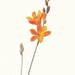 Orange Axia Crocata Garden Flower Botanical Print Vintage - Etsy