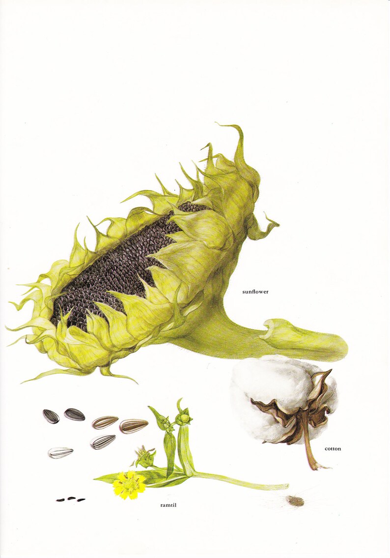 Sunflower Seed Head Cotton Ramtil Seeds Vintage Botanical Art - Etsy