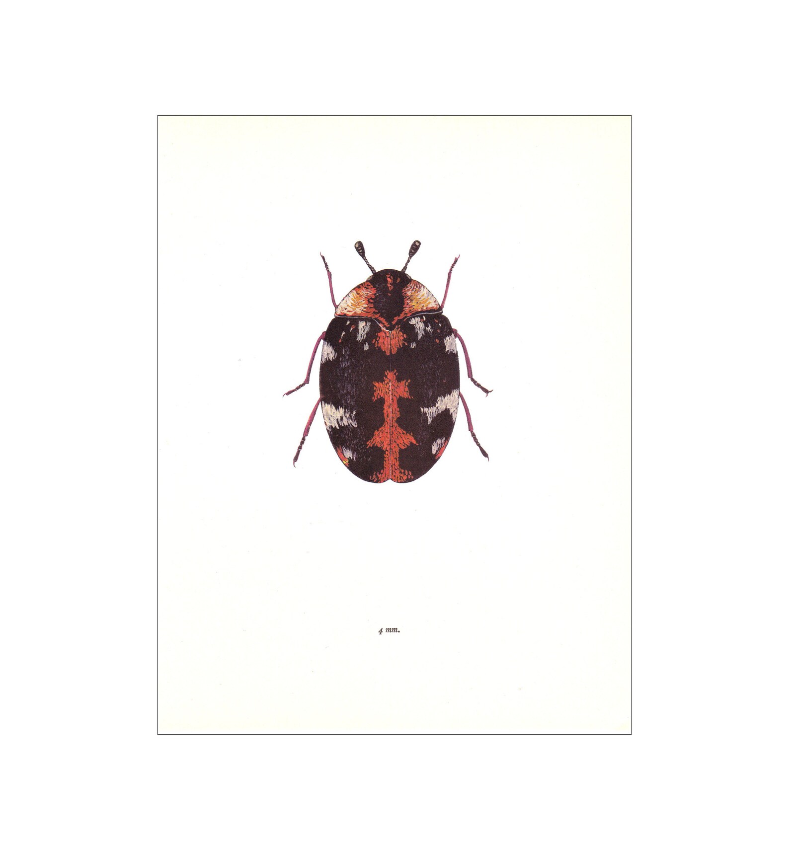 Red black beetle insect bug vintage natural history art print | Etsy