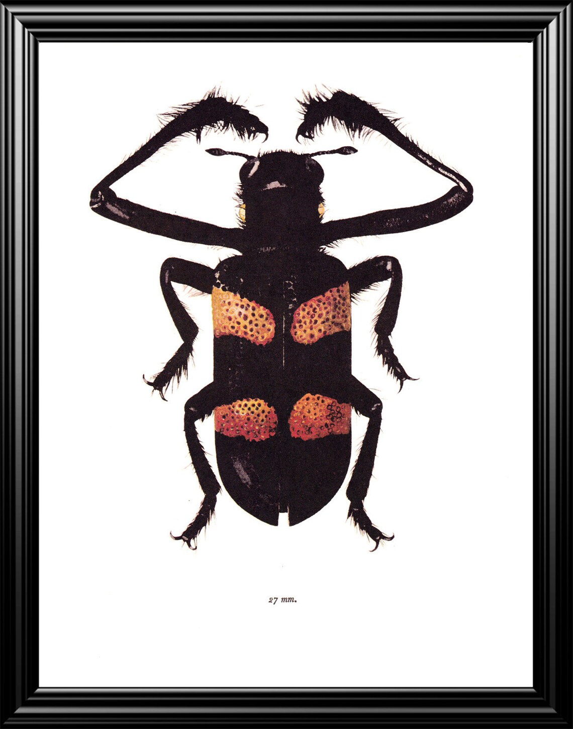 Beetle Insect Bug Vintage Natural History Art Print Entomology | Etsy