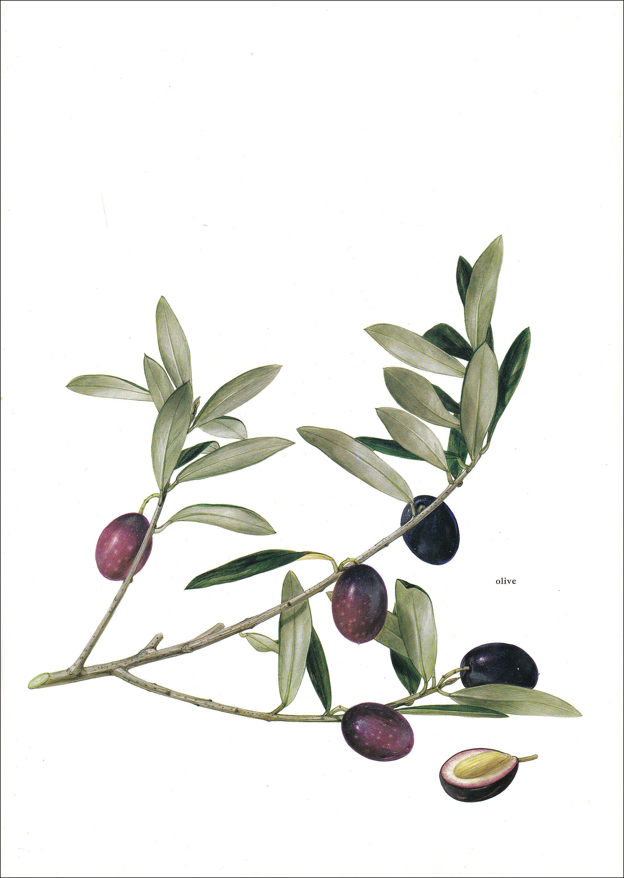 Olive Tree Botanical Drawing