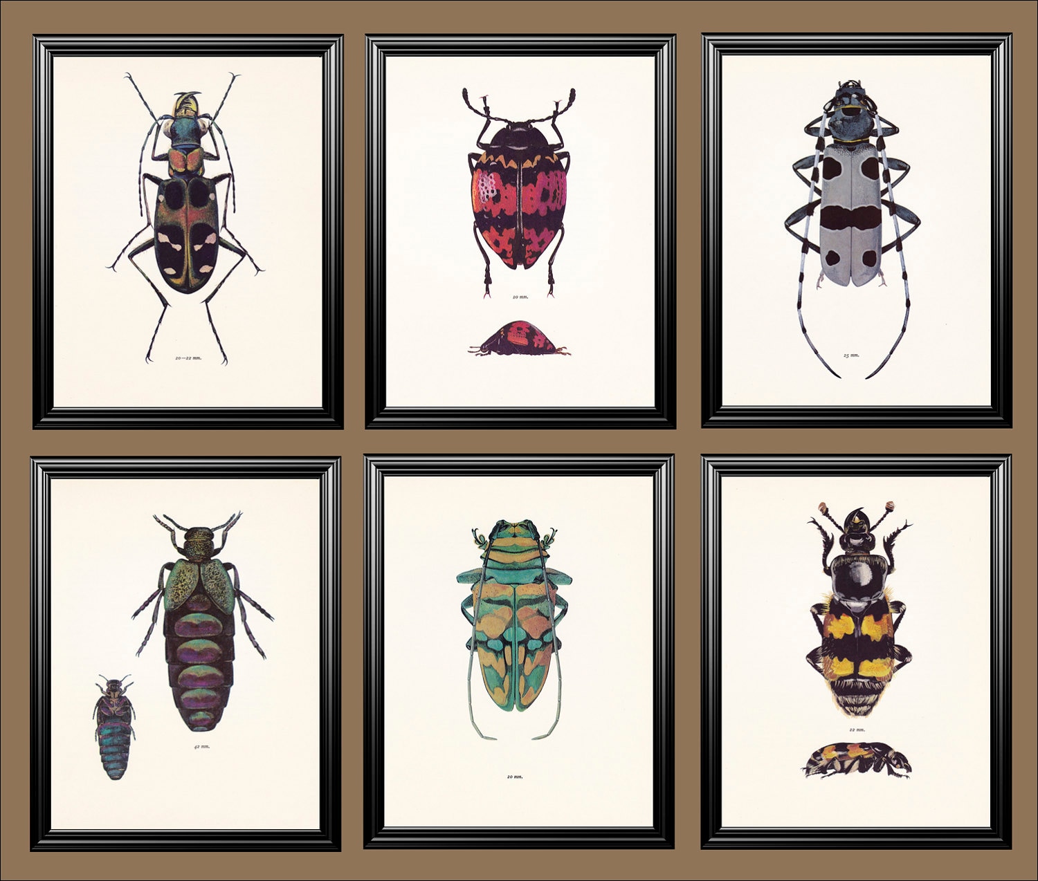 Spanish Fly Beetle Vintage Insect Art Print Emerald Green Home - Etsy