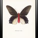 Vintage Butterfly Insect Art Print Parides Semperi Swallowtail Black ...