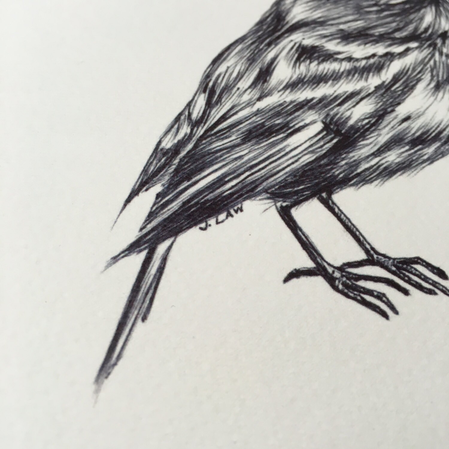 Bird Illustrated Card | Any Occasion Card | Bird Drawing Romantic Card ...