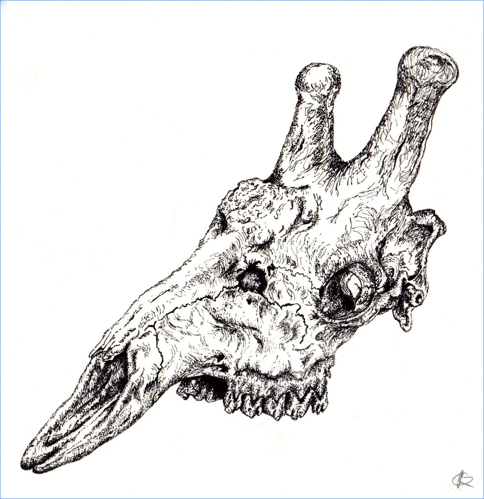 Giraffe Skull Drawing