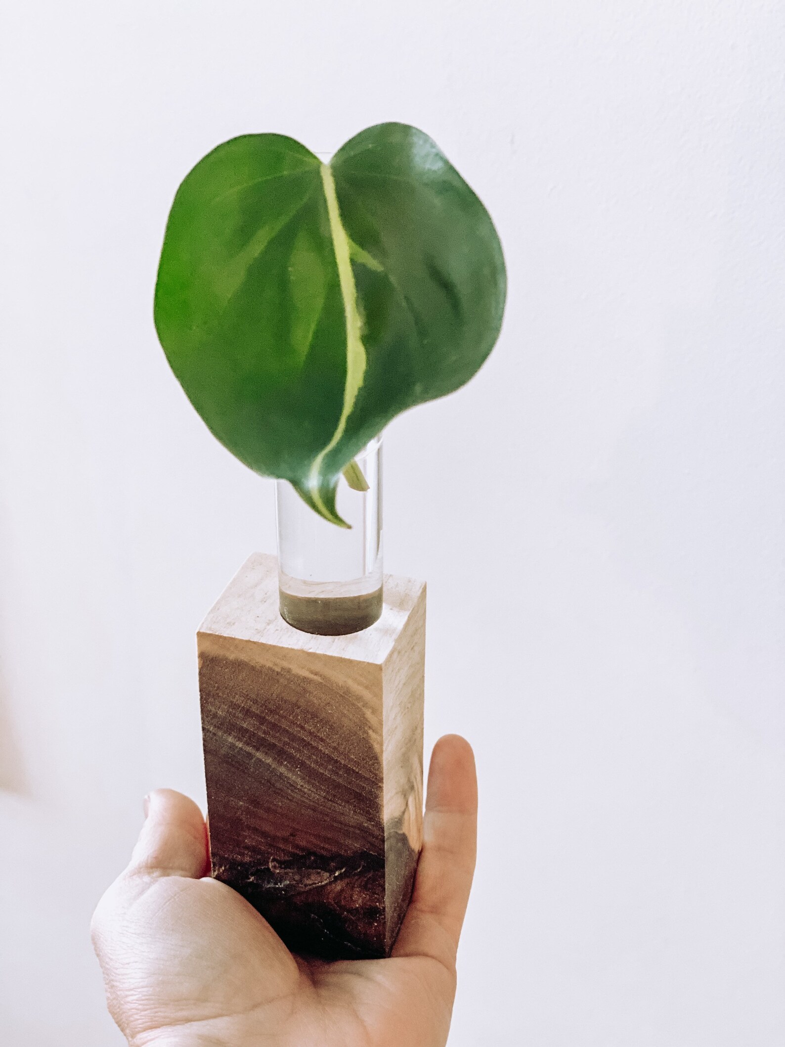 Black Walnut Propagation Set of 3 / Hydroponic Rooting Vases / - Etsy