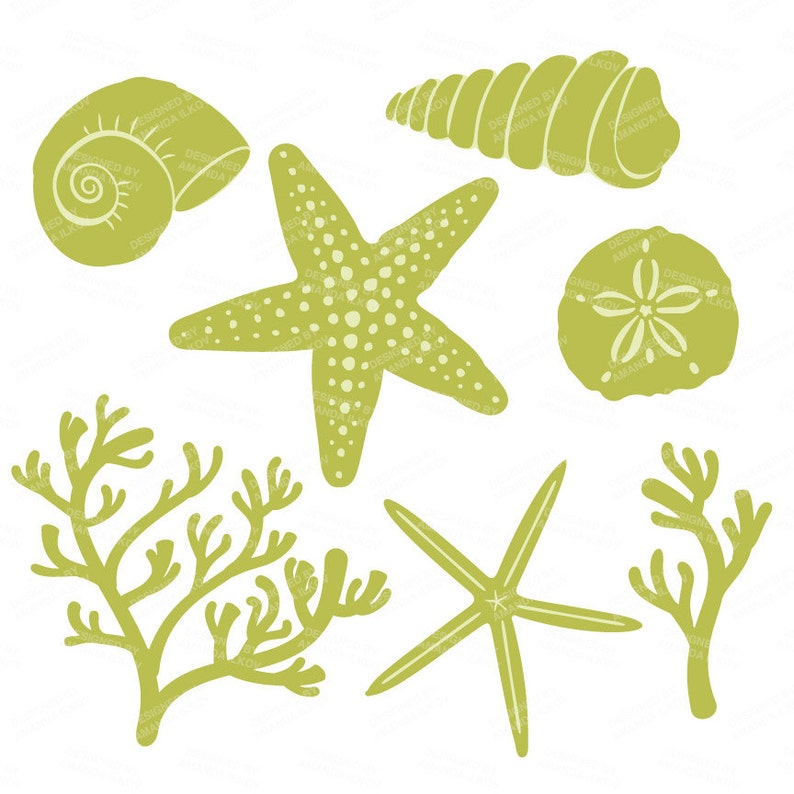 Premium Vector Seashells Clipart in Land & Sea Summer - Etsy