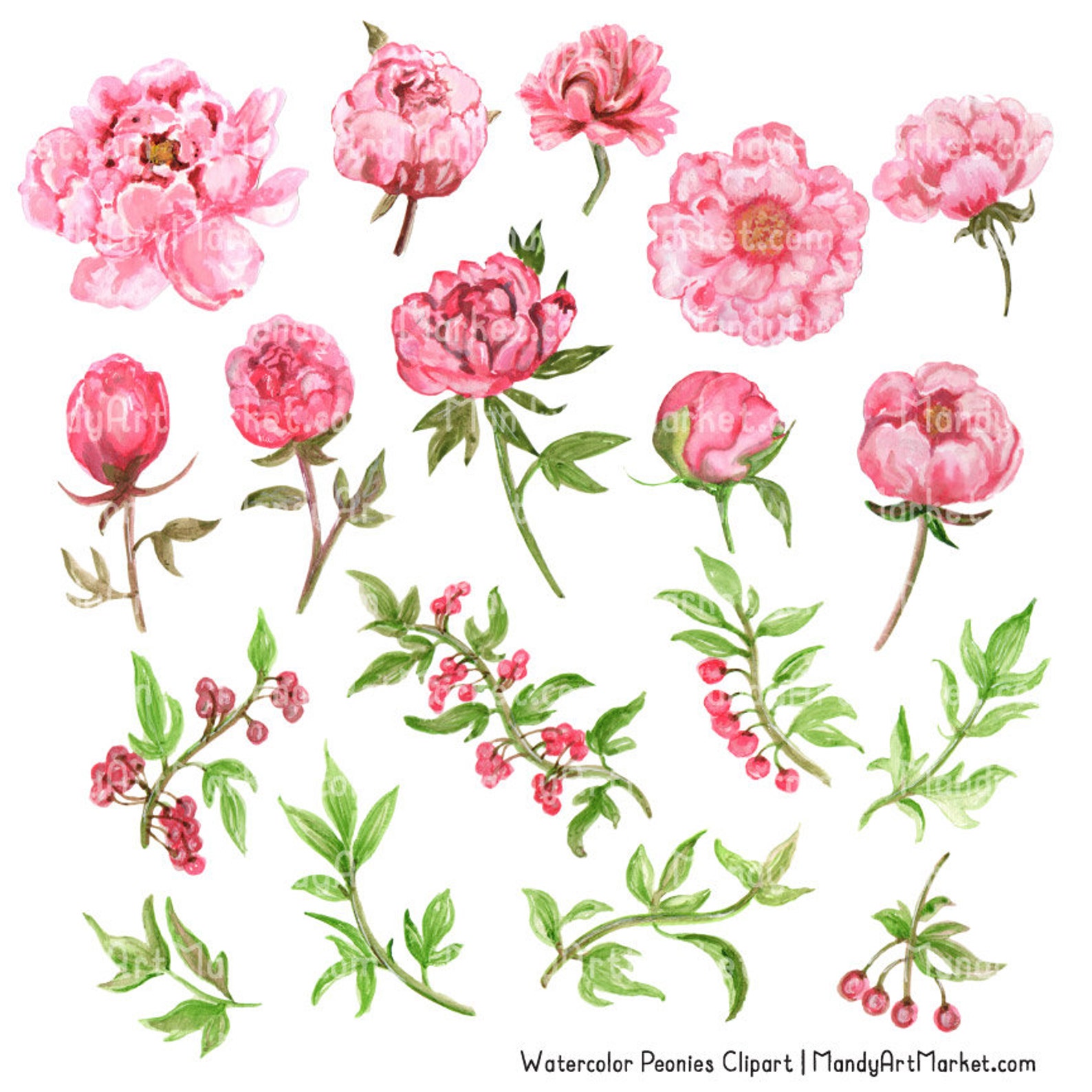 Watercolor Peonies Clipart Watercolour Peonies Watercolor - Etsy
