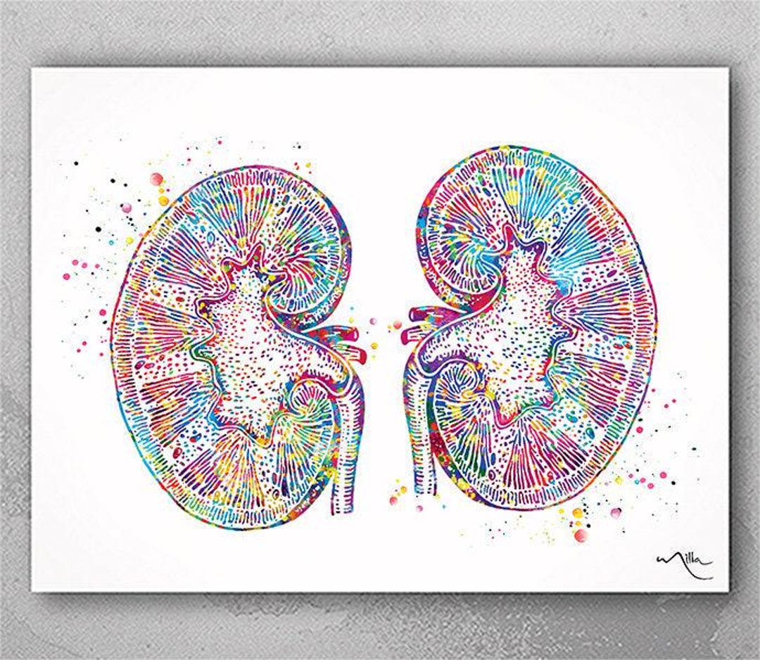 Kidneys Watercolor Print, Nephrology Clinic Decor-1032 - Etsy UK
