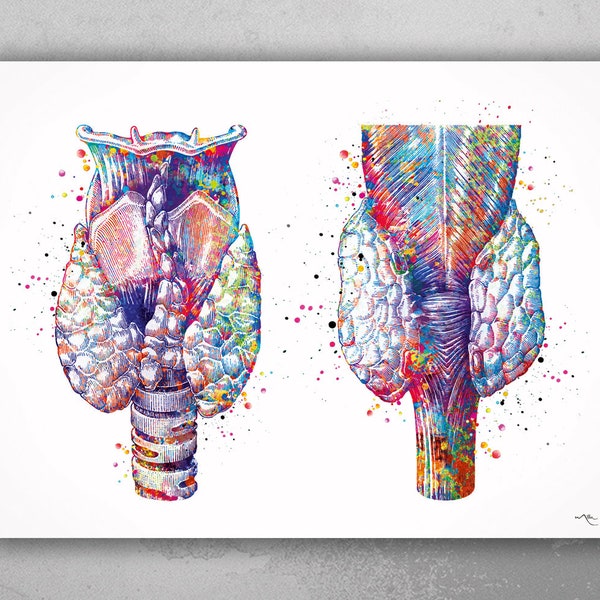 Endocrine System Poster - Etsy