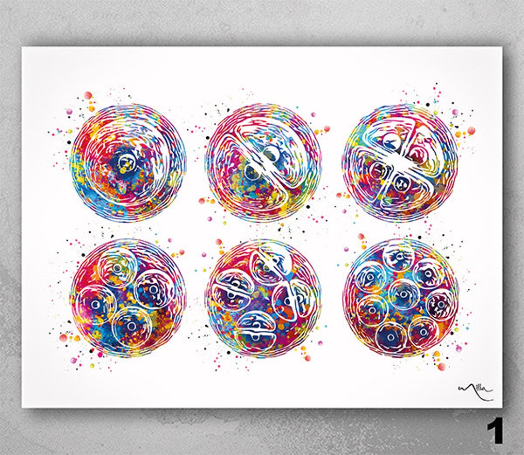 Mitosis Watercolor Print Cell Division Medical Art Biology Lab ...