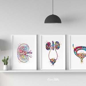 Urology Art Watercolor Print Set of 3 Office Clinic Urinary Tract Wall ...