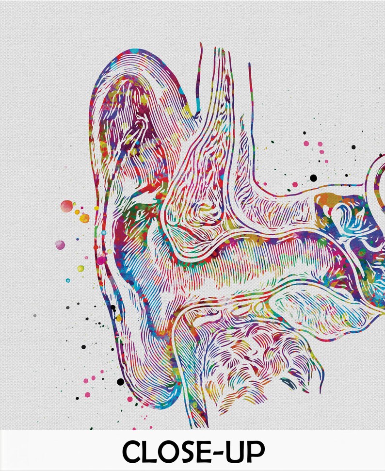 Ear Anatomy Watercolor Print Audiologist Gift Audiology Poster | Etsy Ear Anatomy Watercolor Print Audiologist Gift Audiology Poster | Etsy