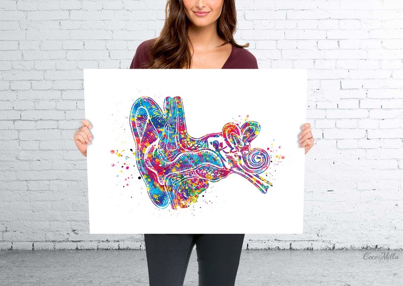 Ear Anatomy Watercolor Print Audiologist Gift Audiology Poster | Etsy Ear Anatomy Watercolor Print Audiologist Gift Audiology Poster | Etsy