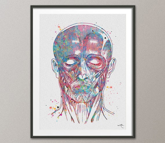 Human Face Muscles Watercolor Print Human Anatomy Medical Art | Etsy