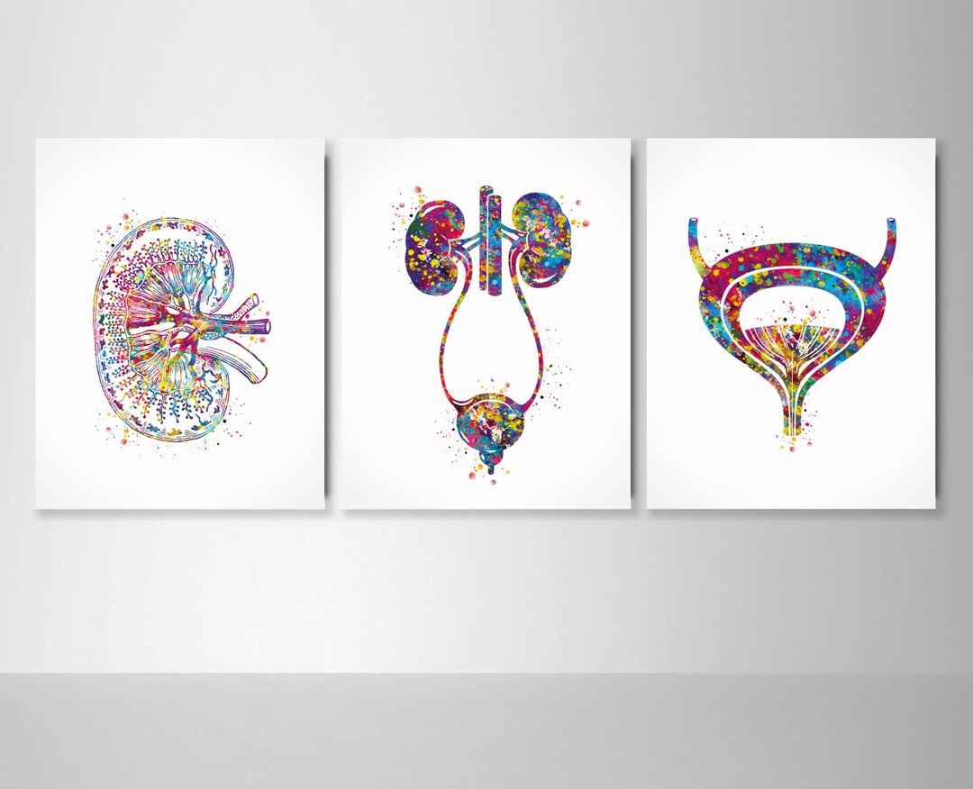 Urology Art Watercolor Print Set of 3 Office Clinic Urinary Tract Wall ...
