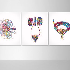 Urology Art Watercolor Print Set of 3 Office Clinic Urinary Tract Wall ...
