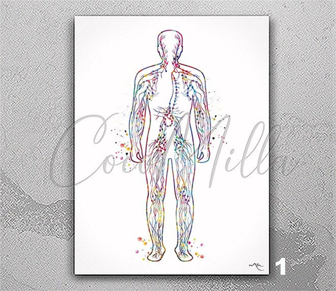 Lymphatic System Watercolor Print Endocrinology Lymph Nodes Anatomy ...