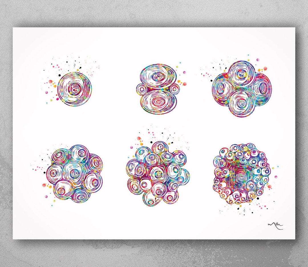 Embryonic Development Watercolor Print Gynecology Medical Art IVF ...