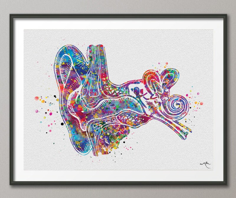 Ear Anatomy Watercolor Print Audiologist Gift Audiology Poster | Etsy Ear Anatomy Watercolor Print Audiologist Gift Audiology Poster | Etsy