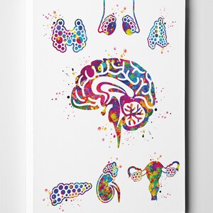 Endocrine Glands Art Watercolor Print Human Anatomy Medical Art Science ...