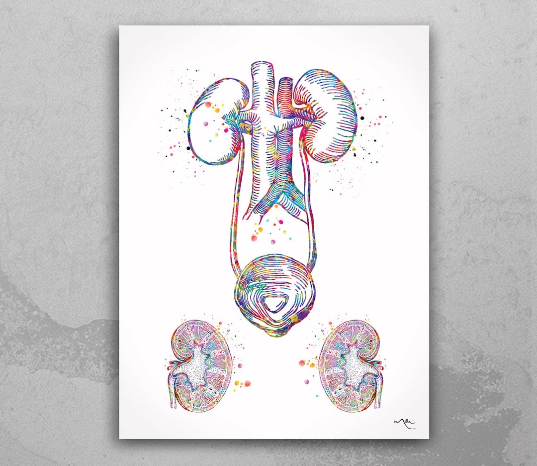 Urinary Tract Watercolor Print Medical Art Print Medical Bladder ...