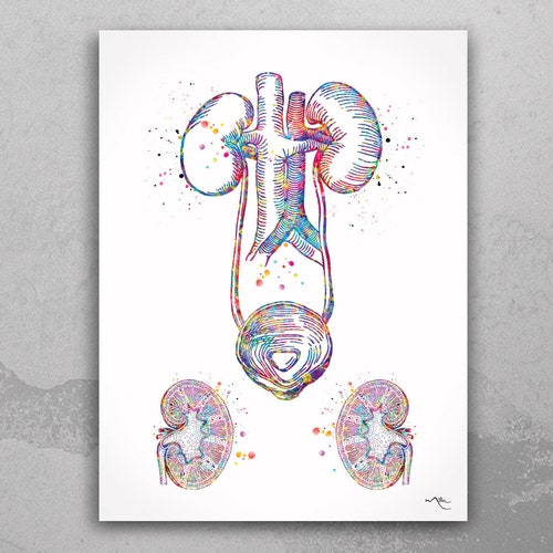 Urinary Tract Anatomy Watercolor Print Medical Art Poster - Etsy
