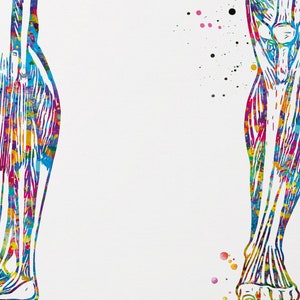 Human Leg Muscles Watercolor Print Leg Anatomy Orthopedic Leg Muscles ...