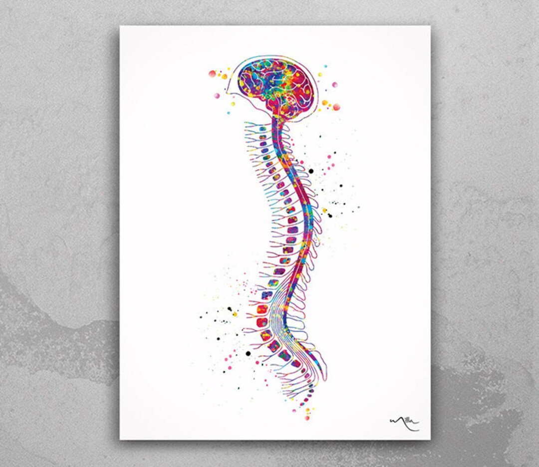 Brain With Spinal Cord Watercolor Print Anatomy Art Medical Art ...