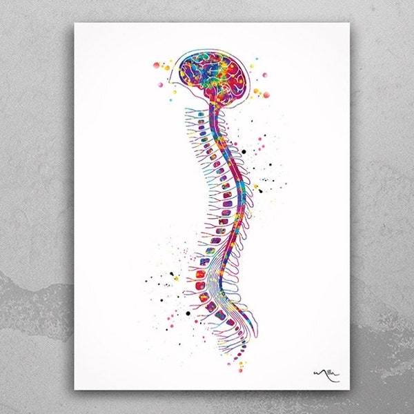 Brain and Spinal Cord Print - Etsy