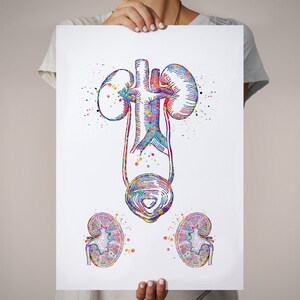 Urinary Tract Watercolor Print Medical Art Print Medical Bladder ...