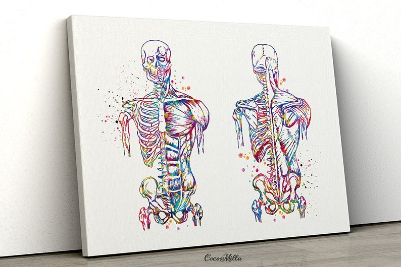 Muscular Art Watercolor Print Human Body Anatomy Art Medical - Etsy