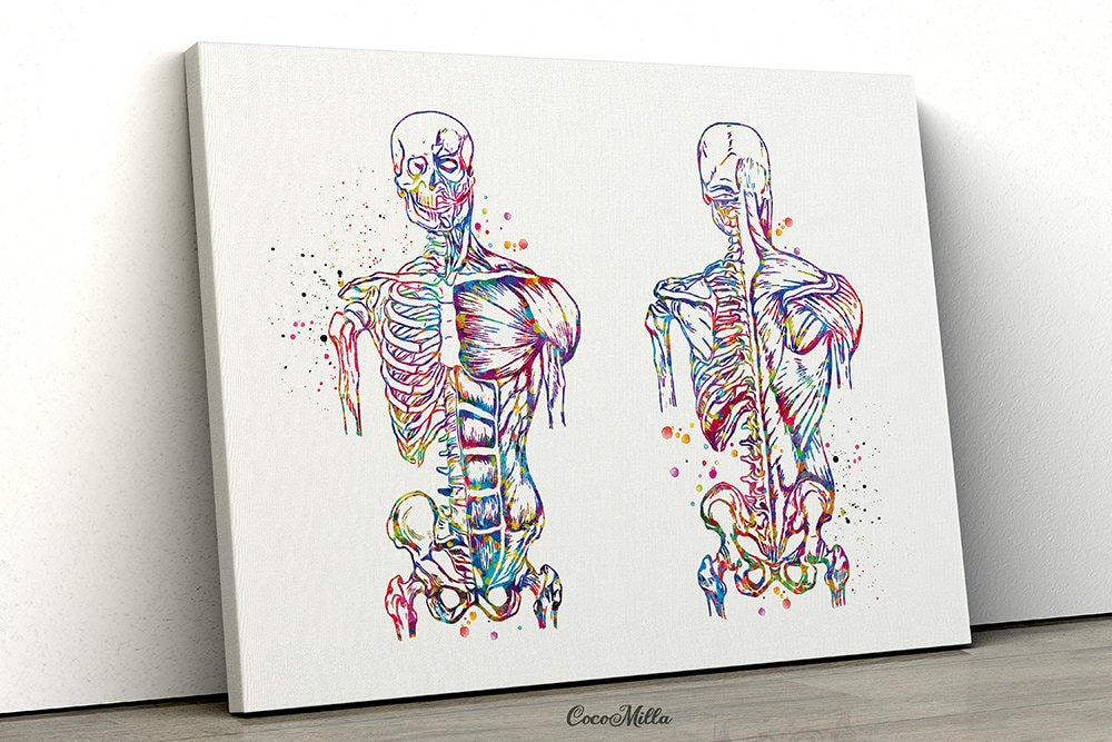 Muscular Art Watercolor Print Human Body Anatomy Art Medical - Etsy España