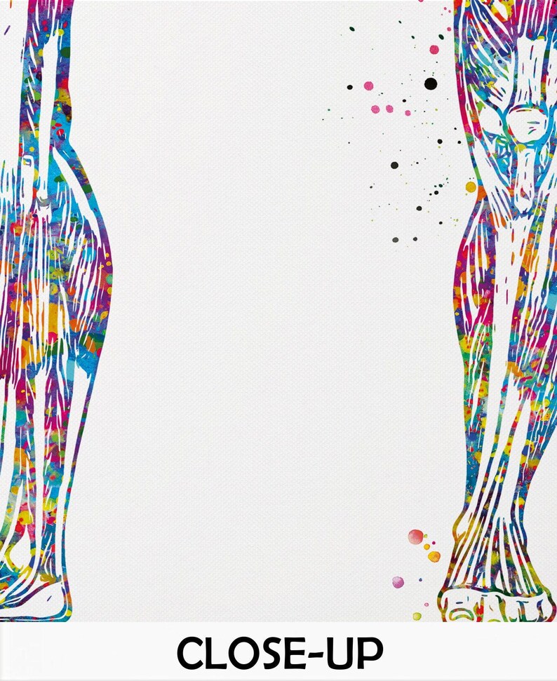 Leg Muscles Watercolor Print, Anatomy Art for Clinic Decor-2345 - Etsy
