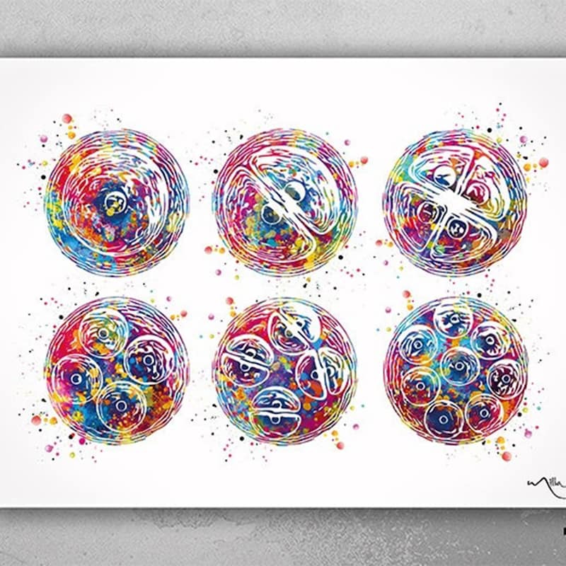 Mitosis Poster - Etsy