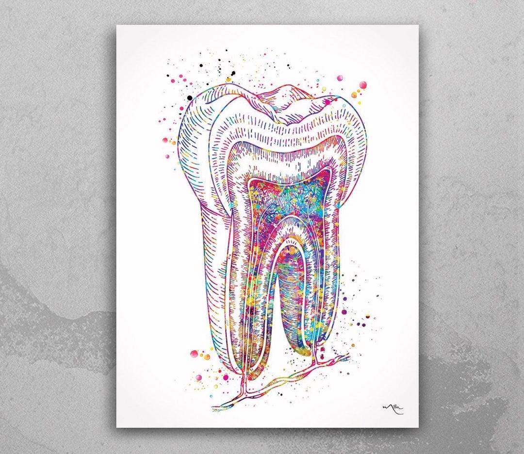 Tooth Cross Section Watercolor Print Molar Tooth Anatomical Art Dental ...