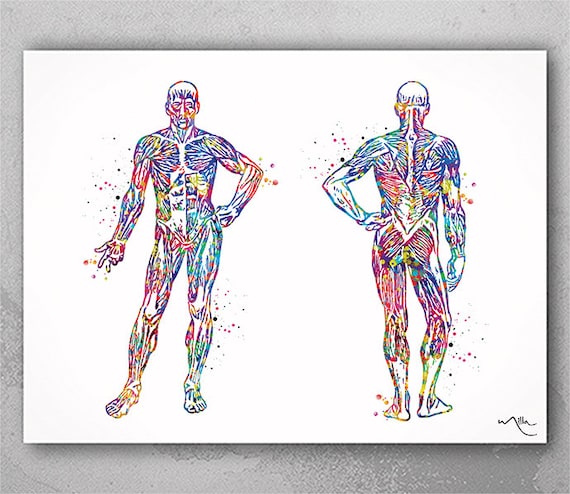 Medical Human Body Outline Drawing